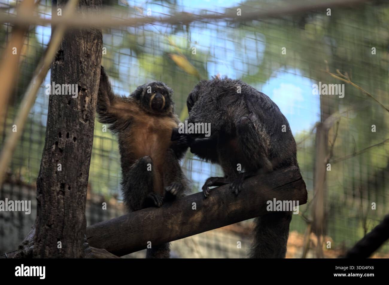 Monkeys in a zoo enclosure at sunset Stock Photo - Alamy