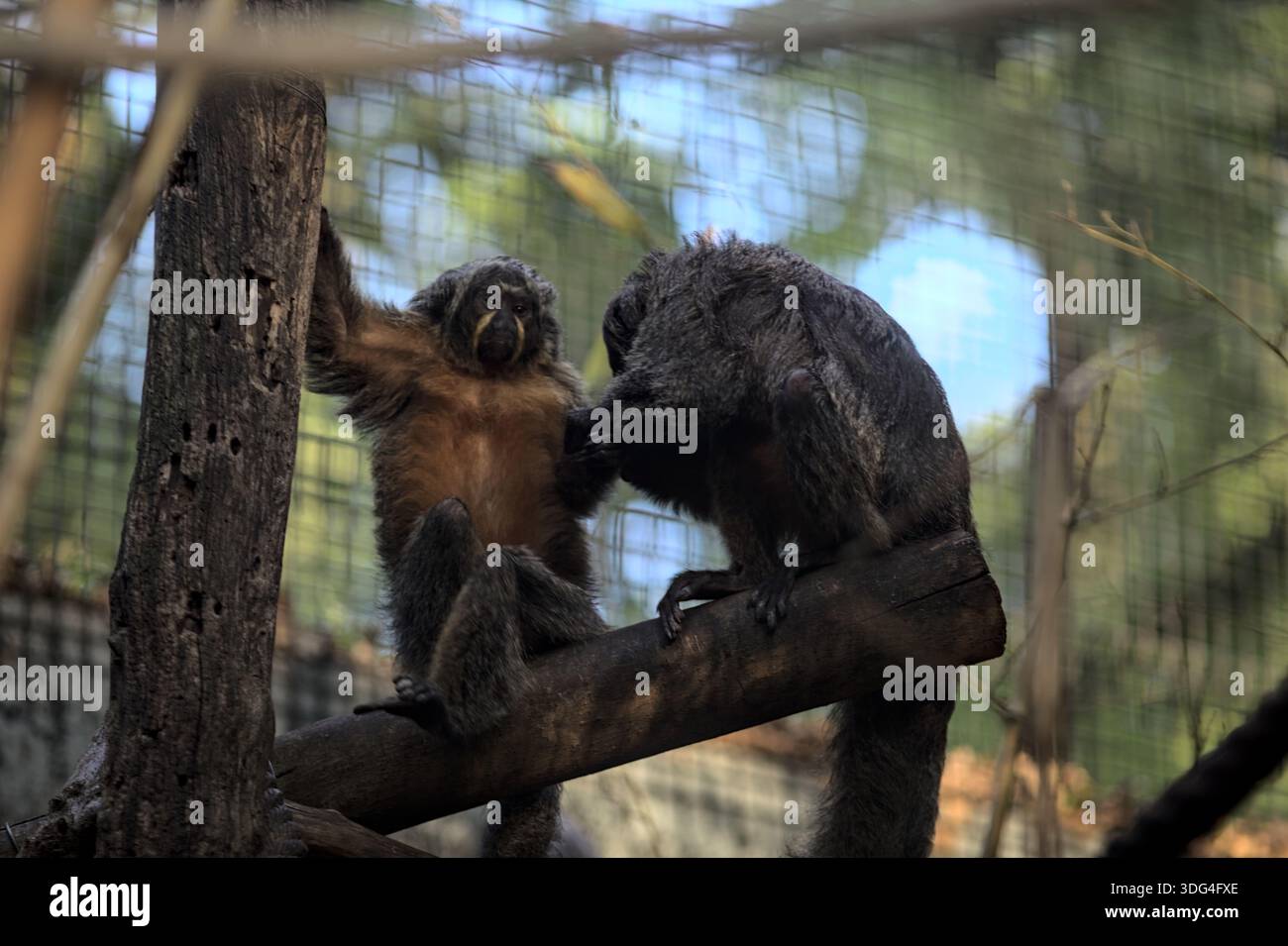 Monkeys in a zoo enclosure at sunset Stock Photo - Alamy