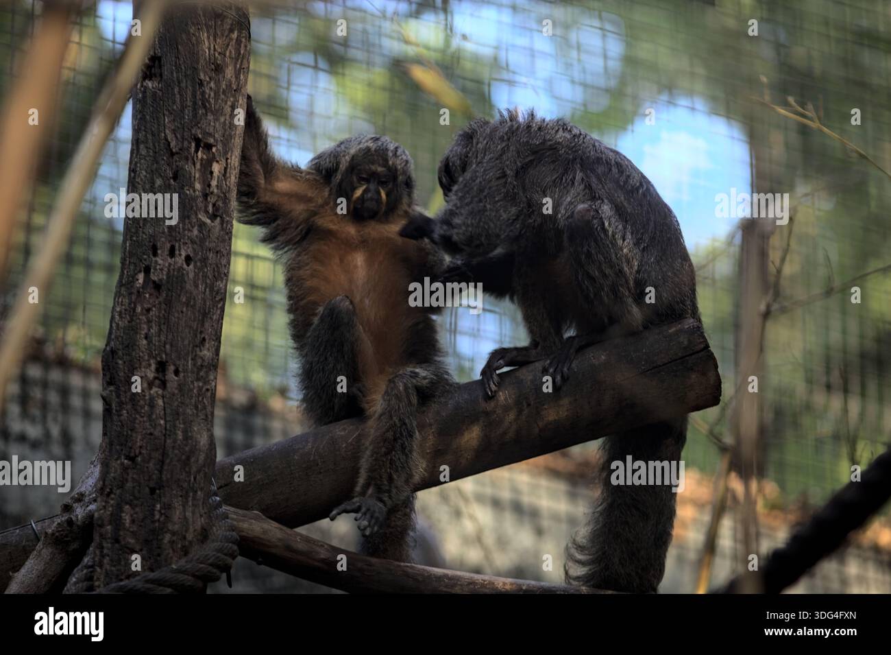 Monkeys in a zoo enclosure at sunset Stock Photo - Alamy