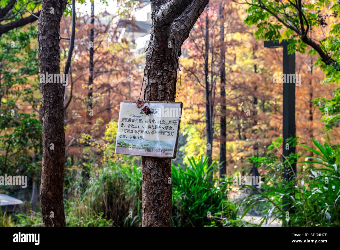The metasequoia forest turns red during winter, attracting numerous ...