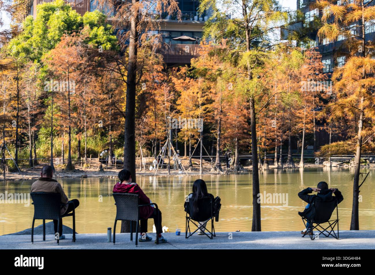 The metasequoia forest turns red during winter, attracting numerous ...