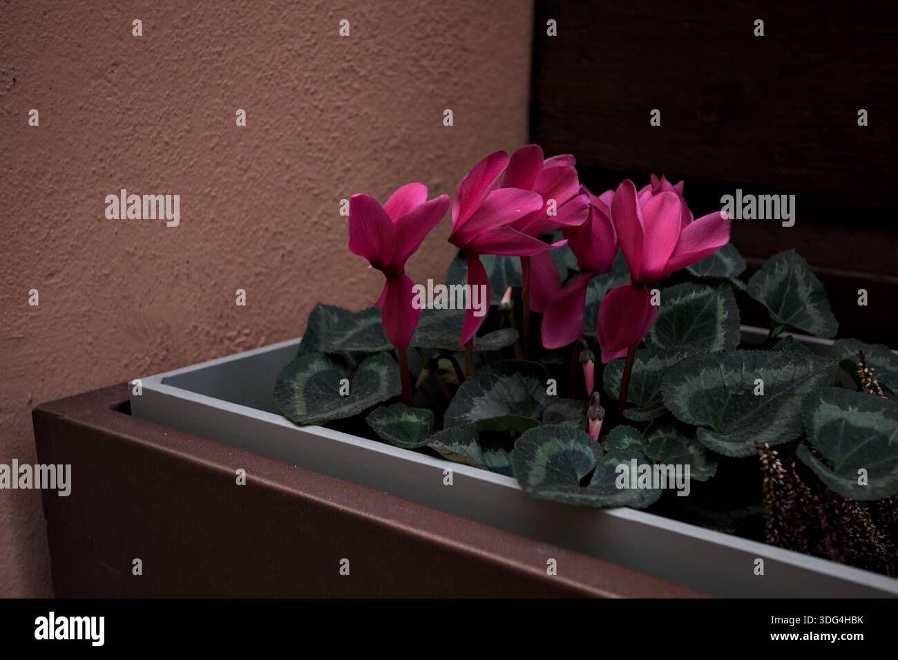 Violet cyclamens in bloom in a pot seen up close Stock Photo - Alamy