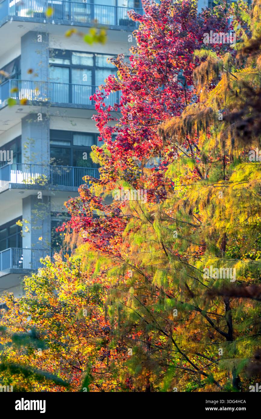 The metasequoia forest turns red during winter, attracting numerous ...