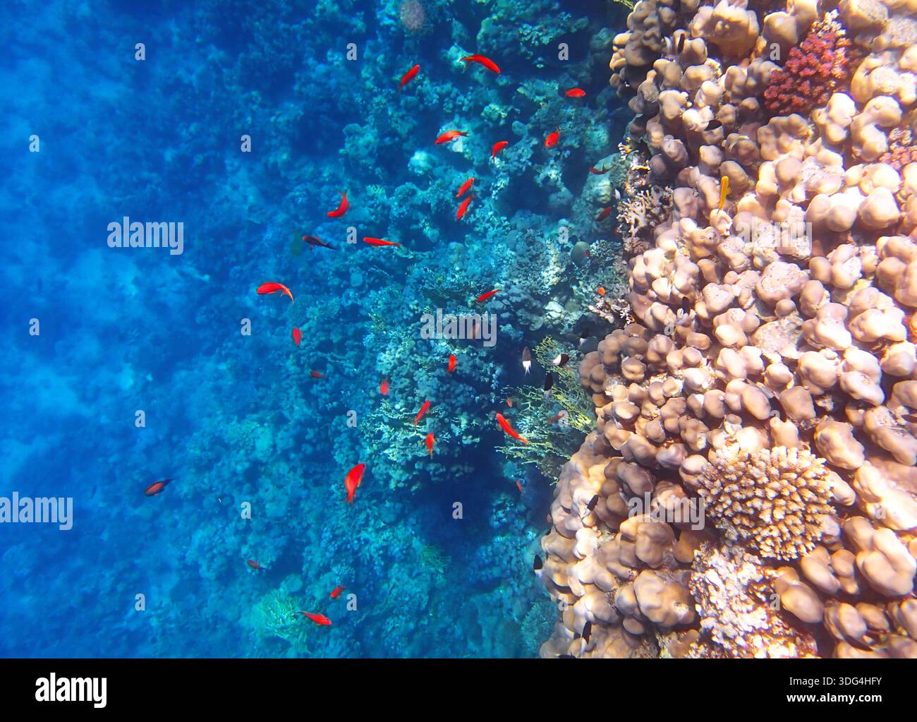 Anthias pseudanthias swimming near porites and acropora coral colonies ...