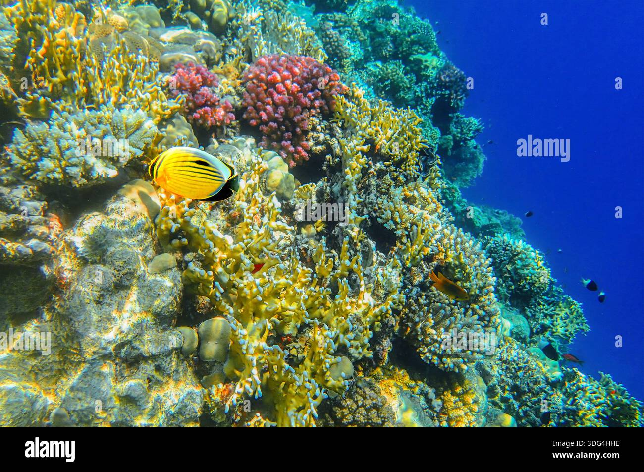 Butterflyfish chaetodon swimming near red pocillopora and yellow ...