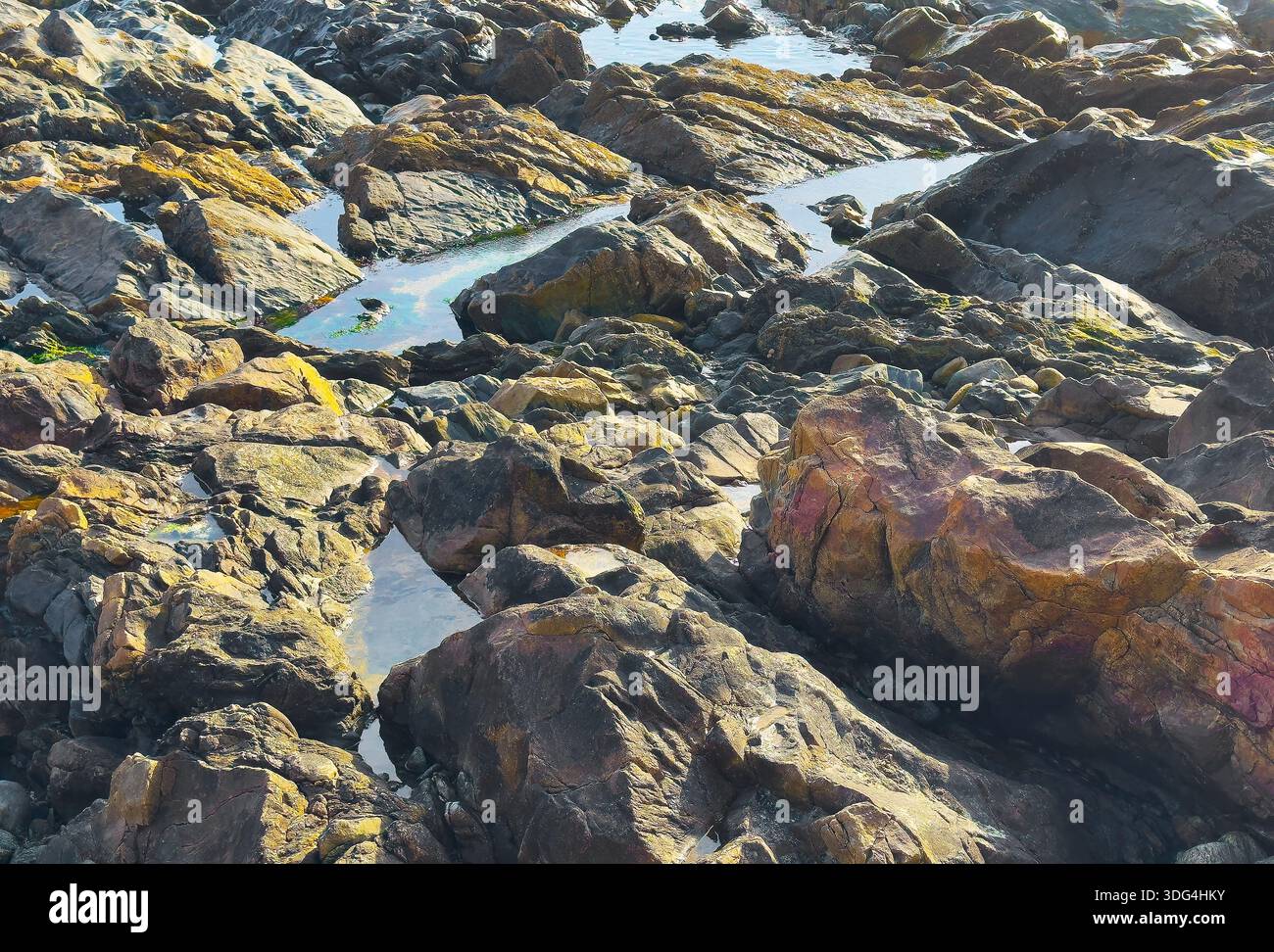 Close-up view of rugged coastal rocks with small tide pools, patches of ...