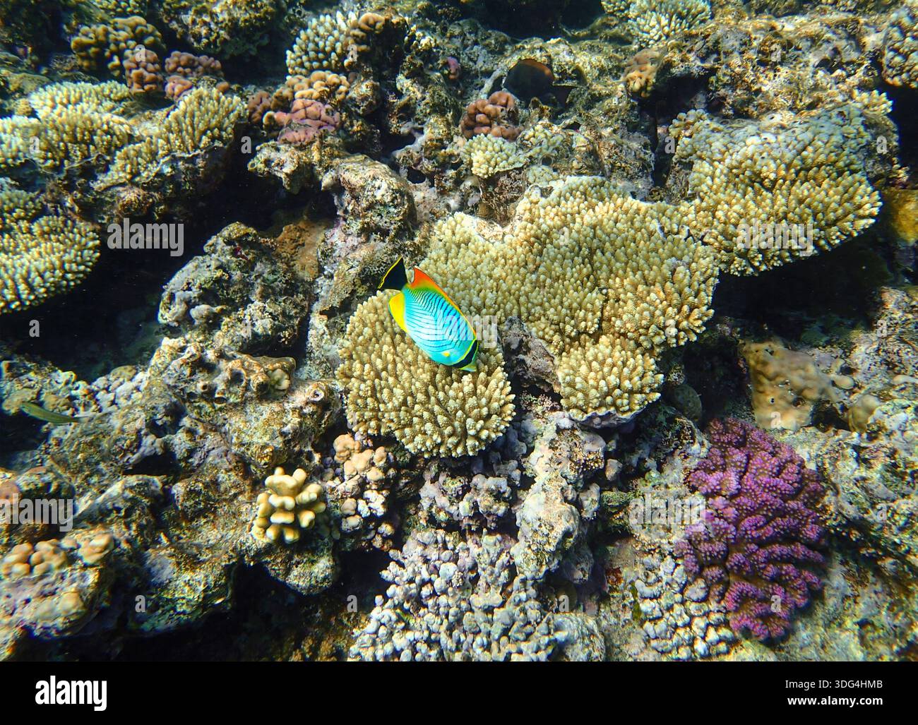 Colorful reef fish with turquoise body, yellow and black accents ...