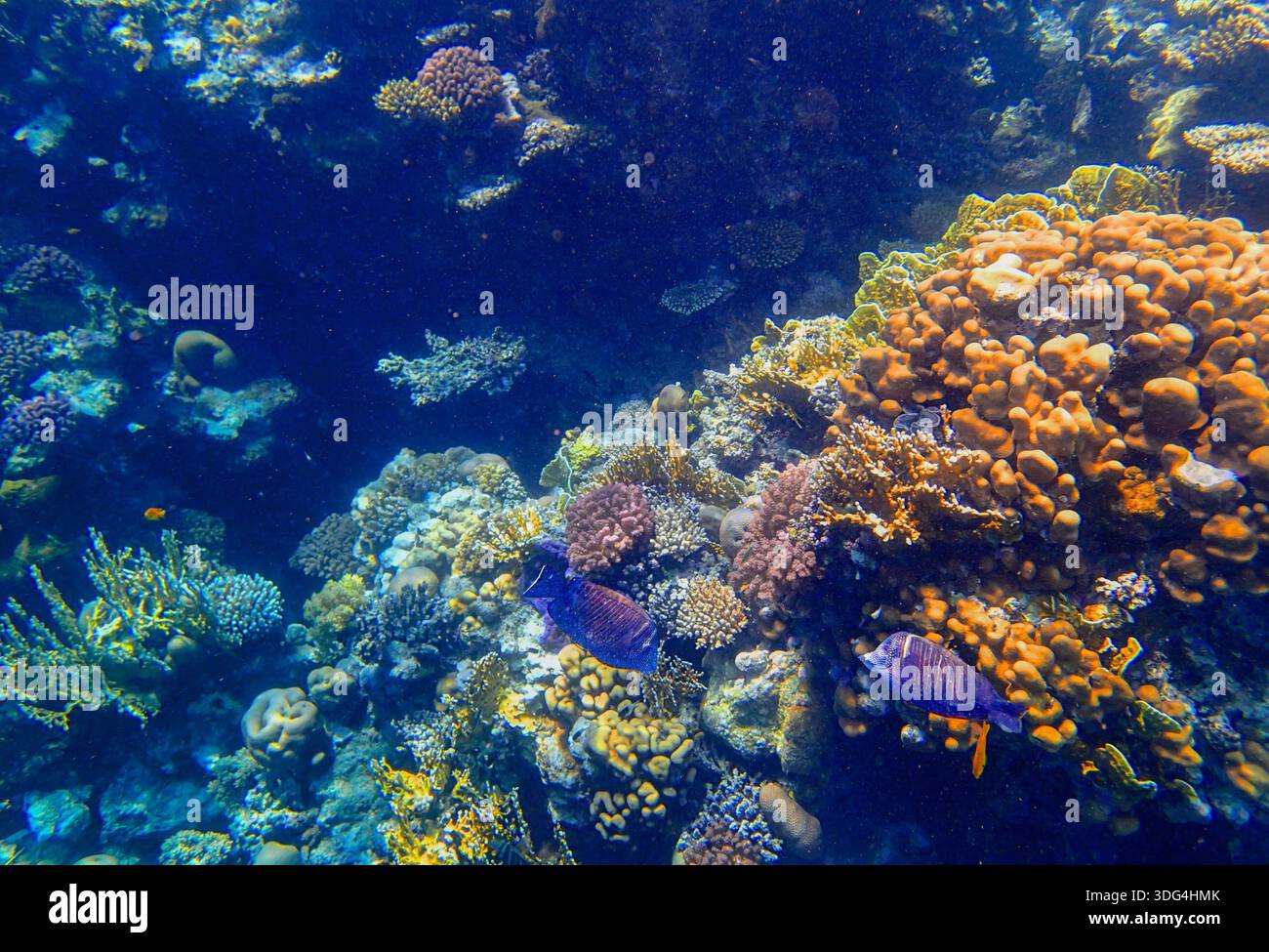 Coral reef in sea. Underwater marine habitat with tropical fish, exotic ...