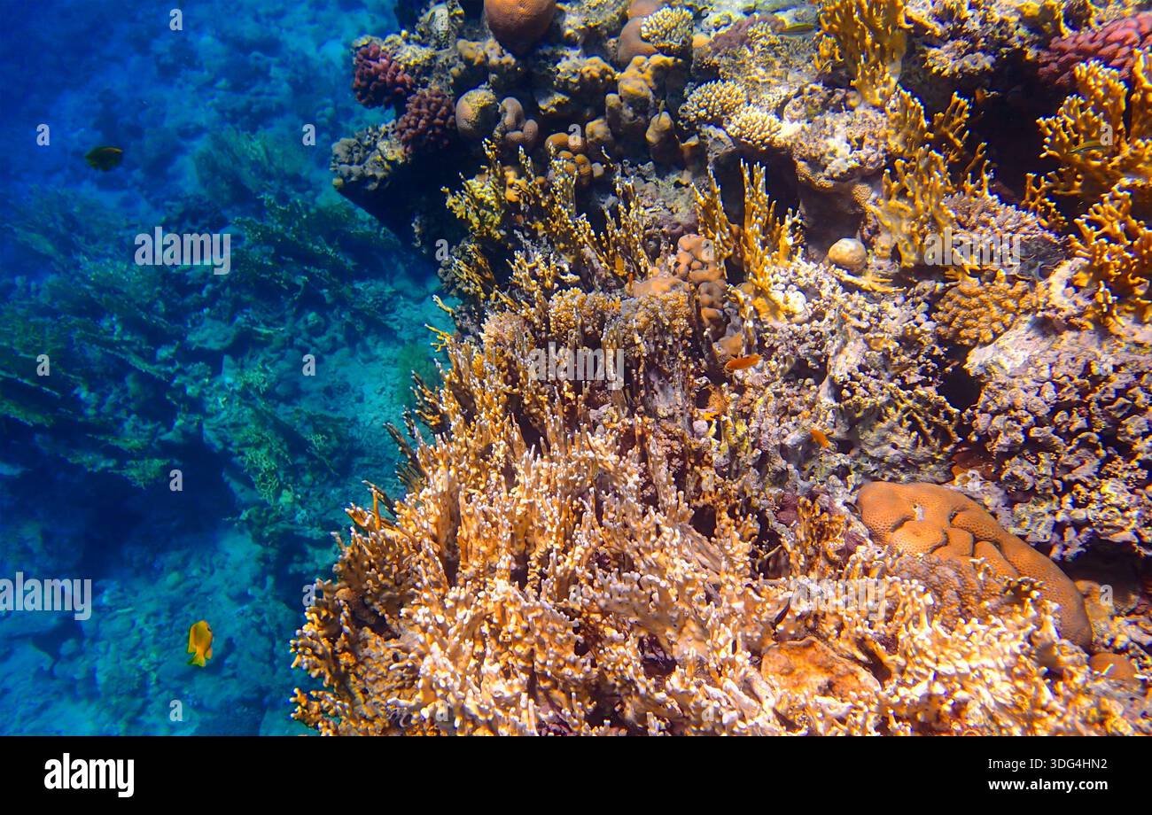 Coral reef underwater. Acropora and porites colonies with stony brain ...