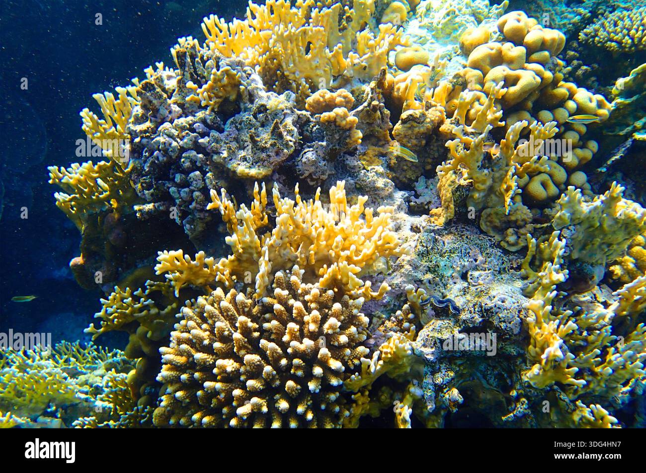 Coral reef underwater. Acropora and porites coral colonies forming ...