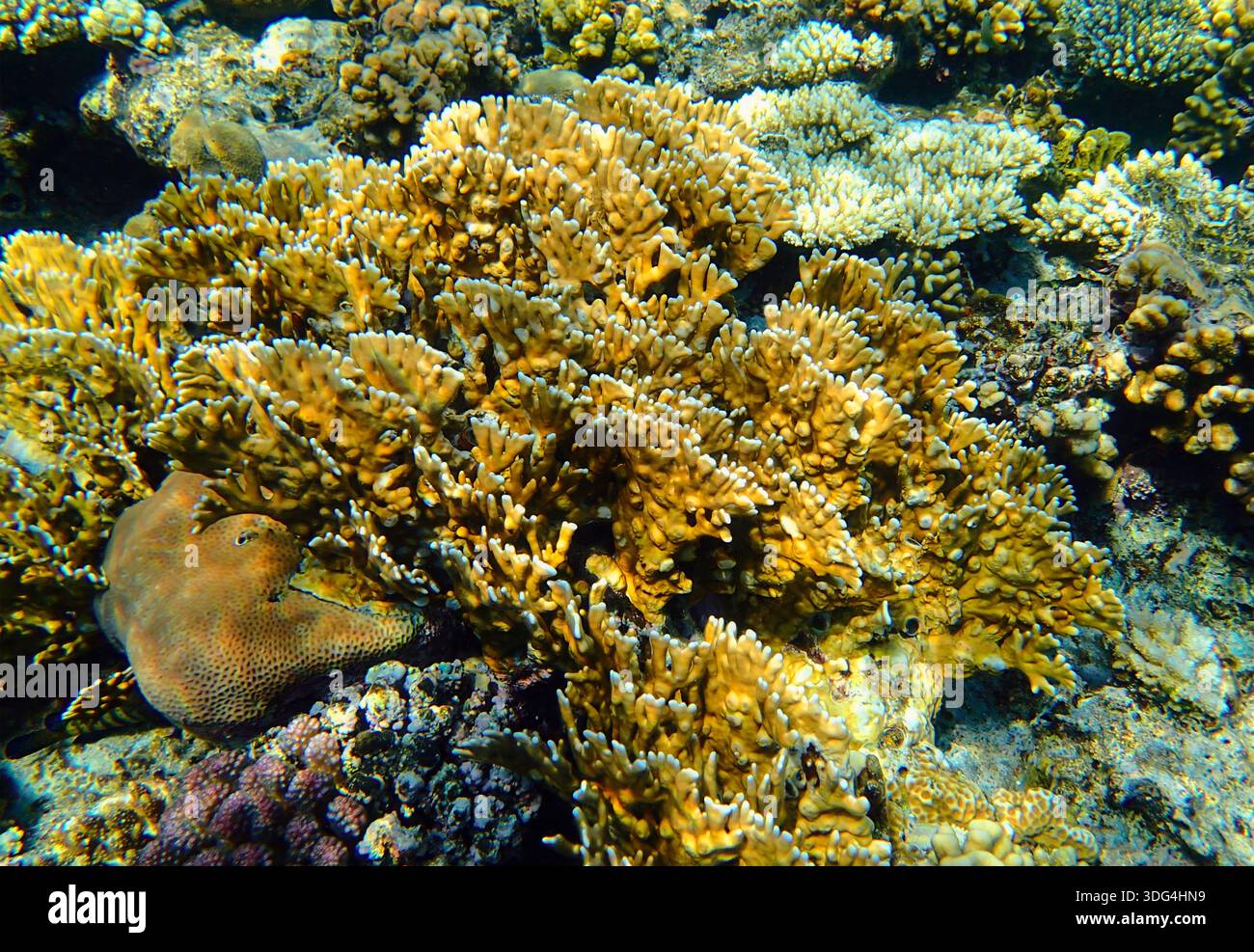 Coral reef underwater. Acropora colony with porites coral structure ...