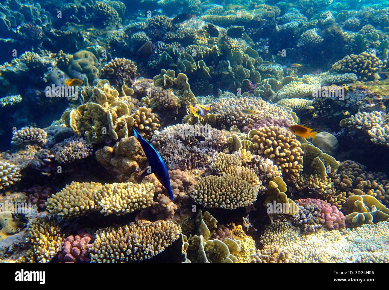 Coral reef underwater. Acropora porites and pocillopora colonies with ...
