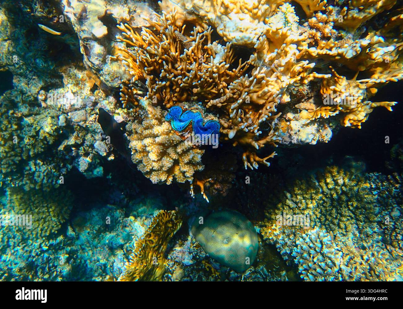 Coral reef underwater. Blue tridacna clam among acropora, millepora and ...
