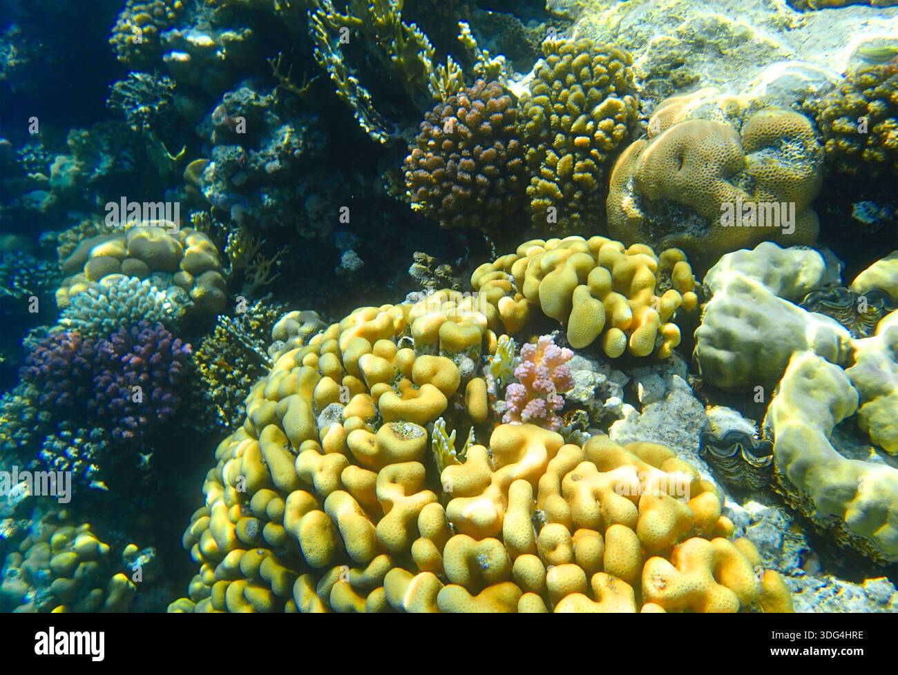 Coral reef underwater. Golden porites with brown pocillopora and purple ...
