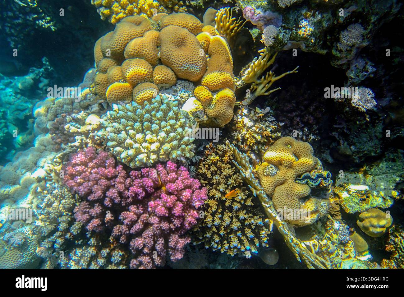 Coral reef underwater. Golden porites with purple pocillopora and blue ...
