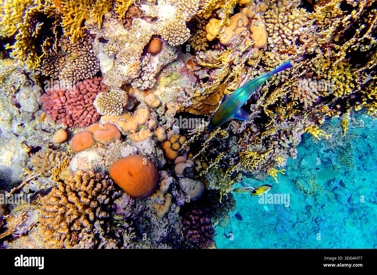 Coral reef underwater. Parrotfish scarus and butterflyfish swimming ...