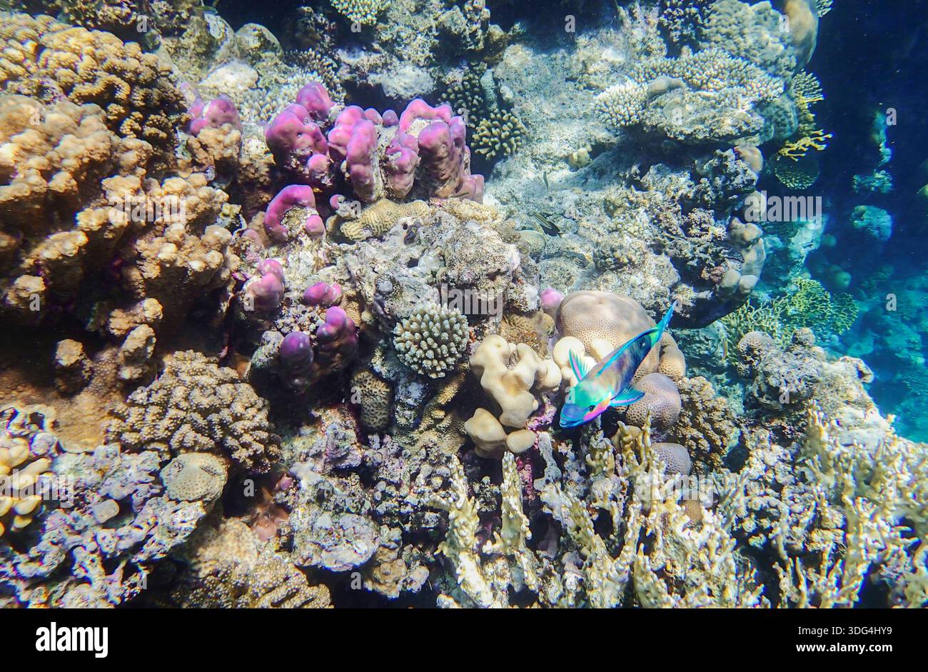 Coral reef underwater. Parrotfish scarus near purple pocillopora and ...