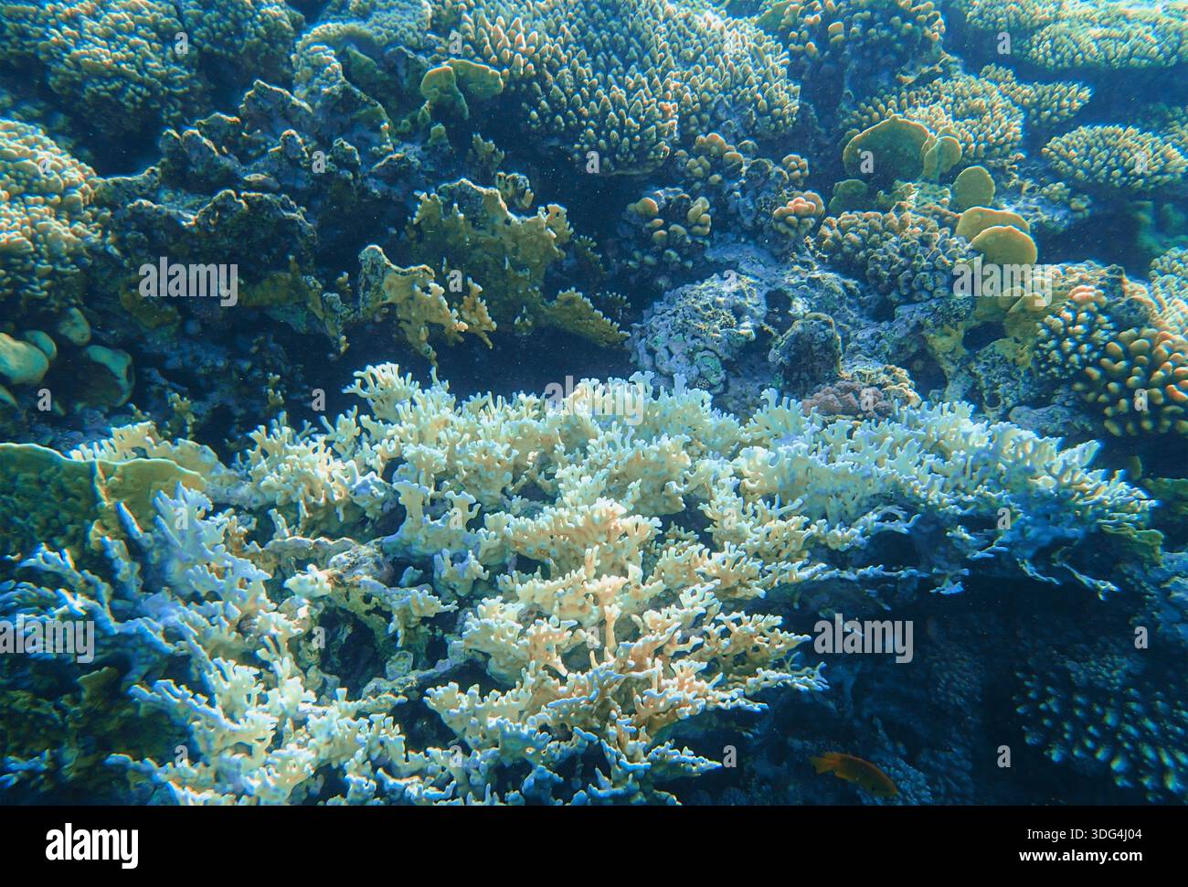 Coral reef underwater. White branching acropora with yellow porites and ...