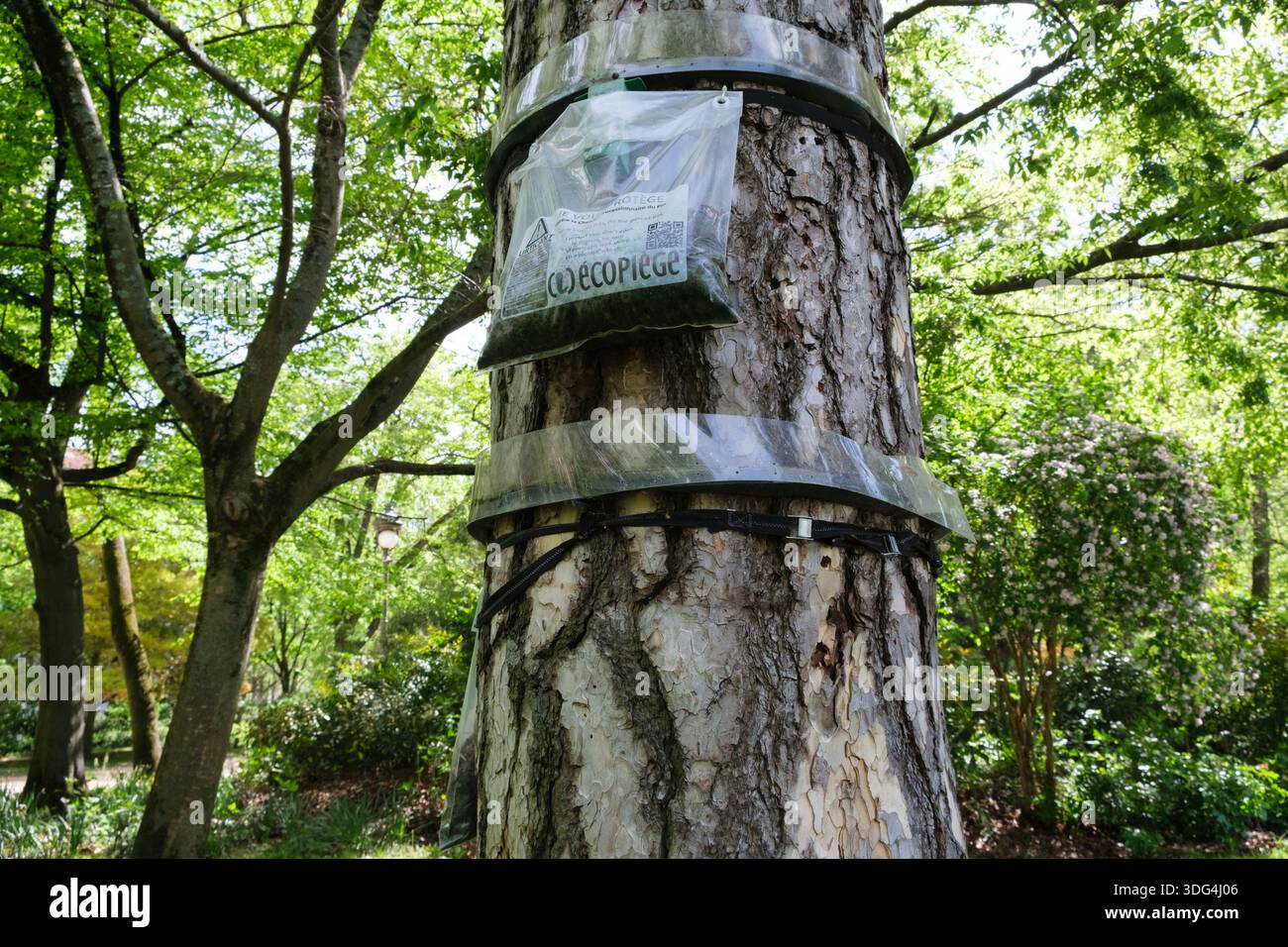 Toulouse, France - April 21, 2025:Feromone traps for caterpillars in ...