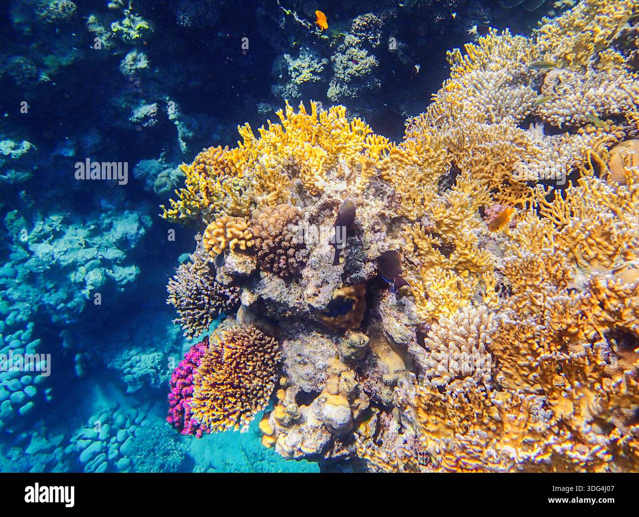 Coral reef underwater. Yellow acropora with orange millepora and purple ...