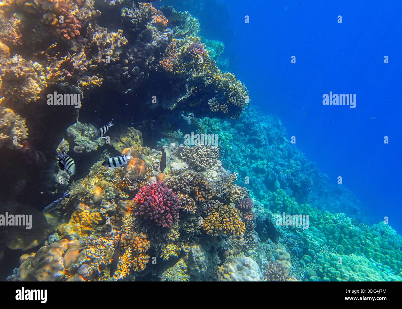 Sergeant fish abudefduf swimming near red pocillopora and yellow ...