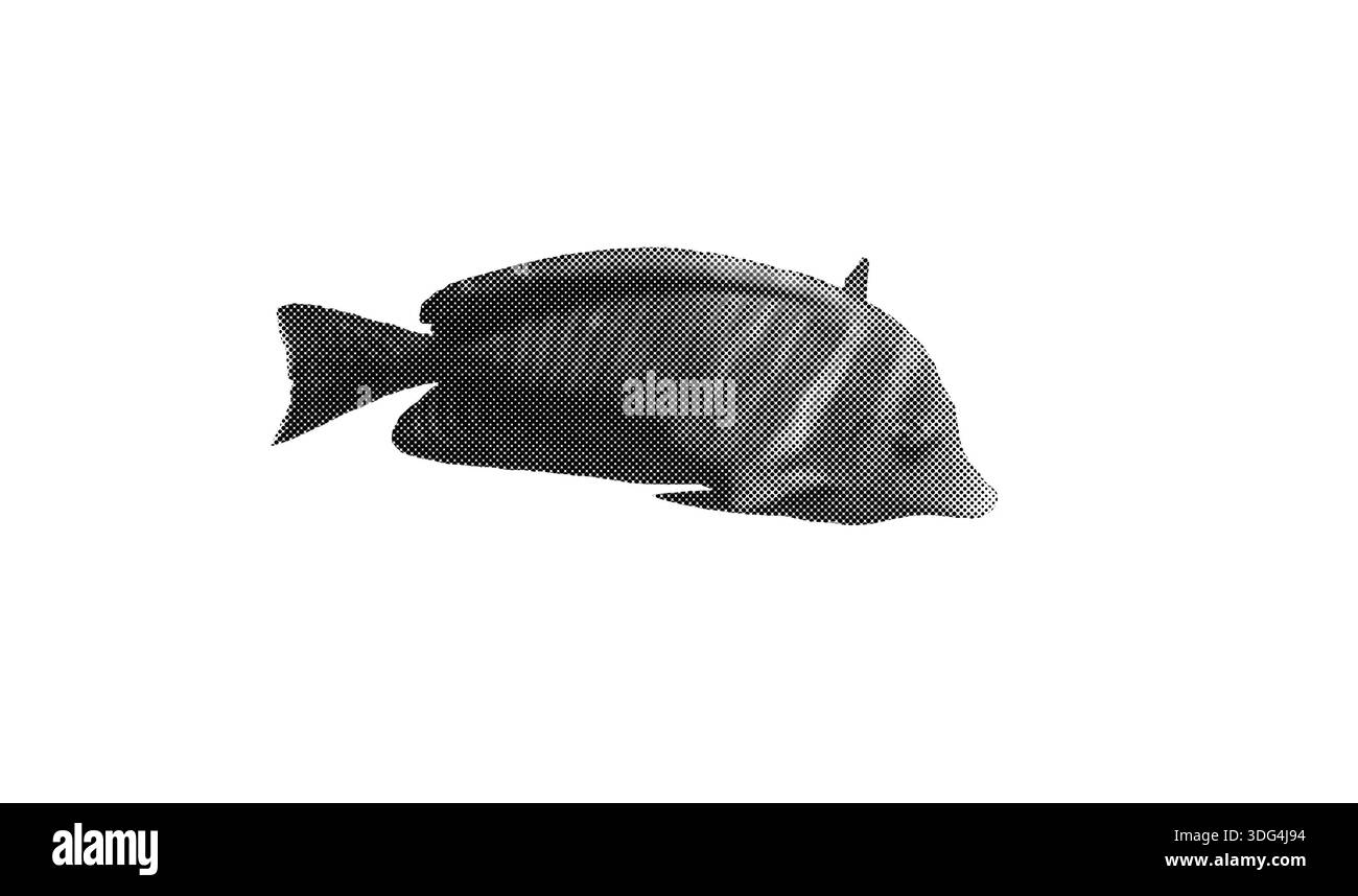Surgeonfish acanthurus sohal in halftone style with dotted pattern and ...