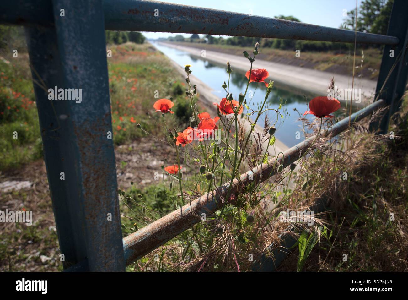 Poppies growing on a rusty rail of a bridge over a diversionary channel ...