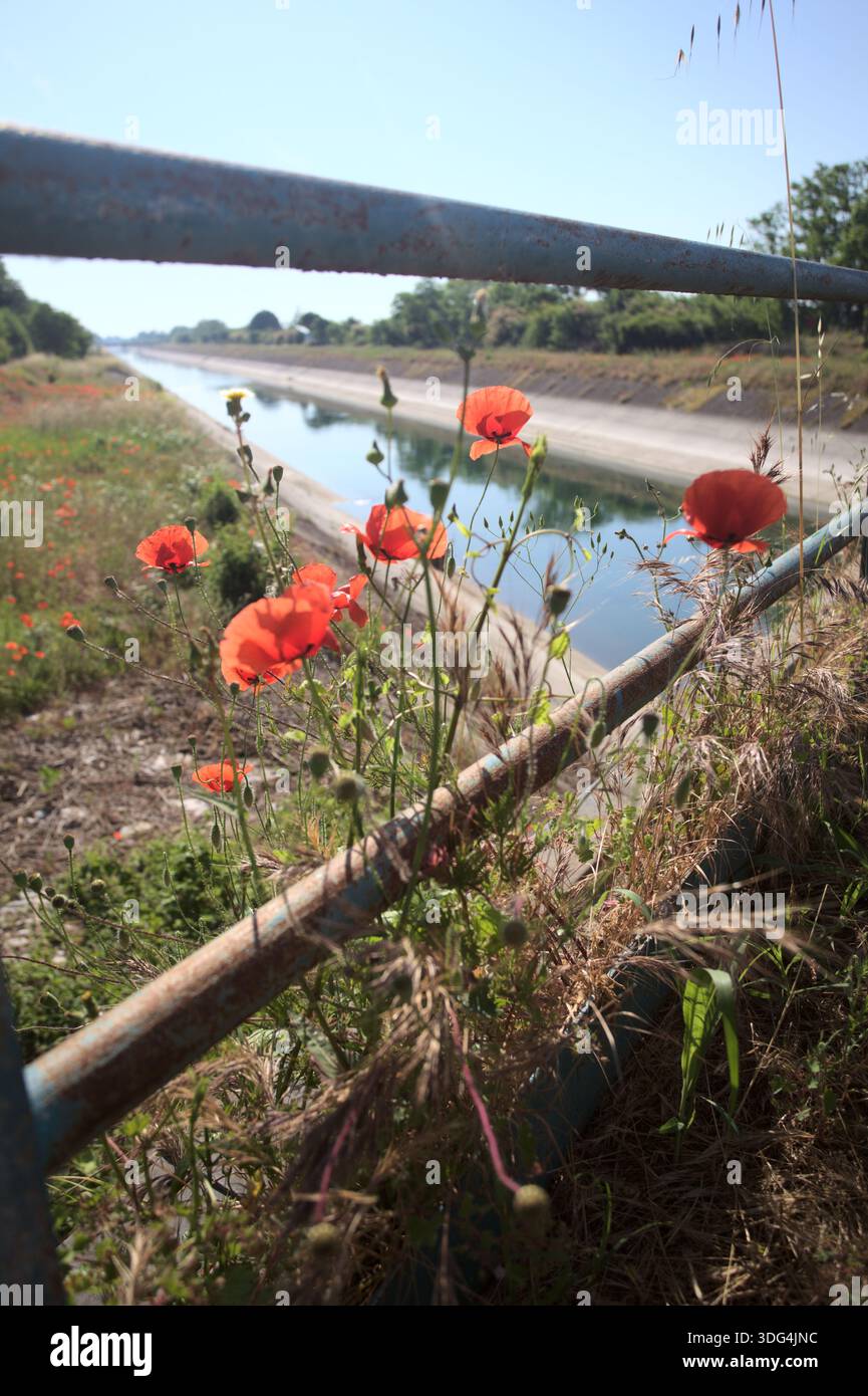 Poppies growing on a rusty rail of a bridge over a diversionary channel ...