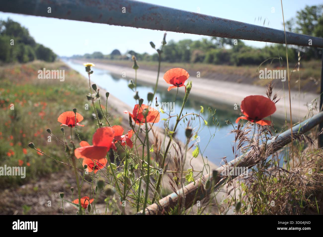 Poppies growing on a rusty rail of a bridge over a diversionary channel ...