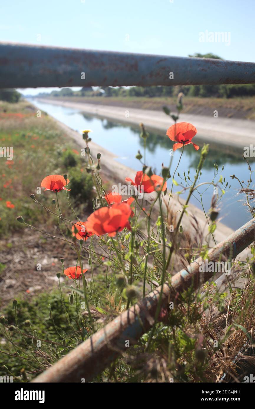 Poppies growing on a rusty rail of a bridge over a diversionary channel ...