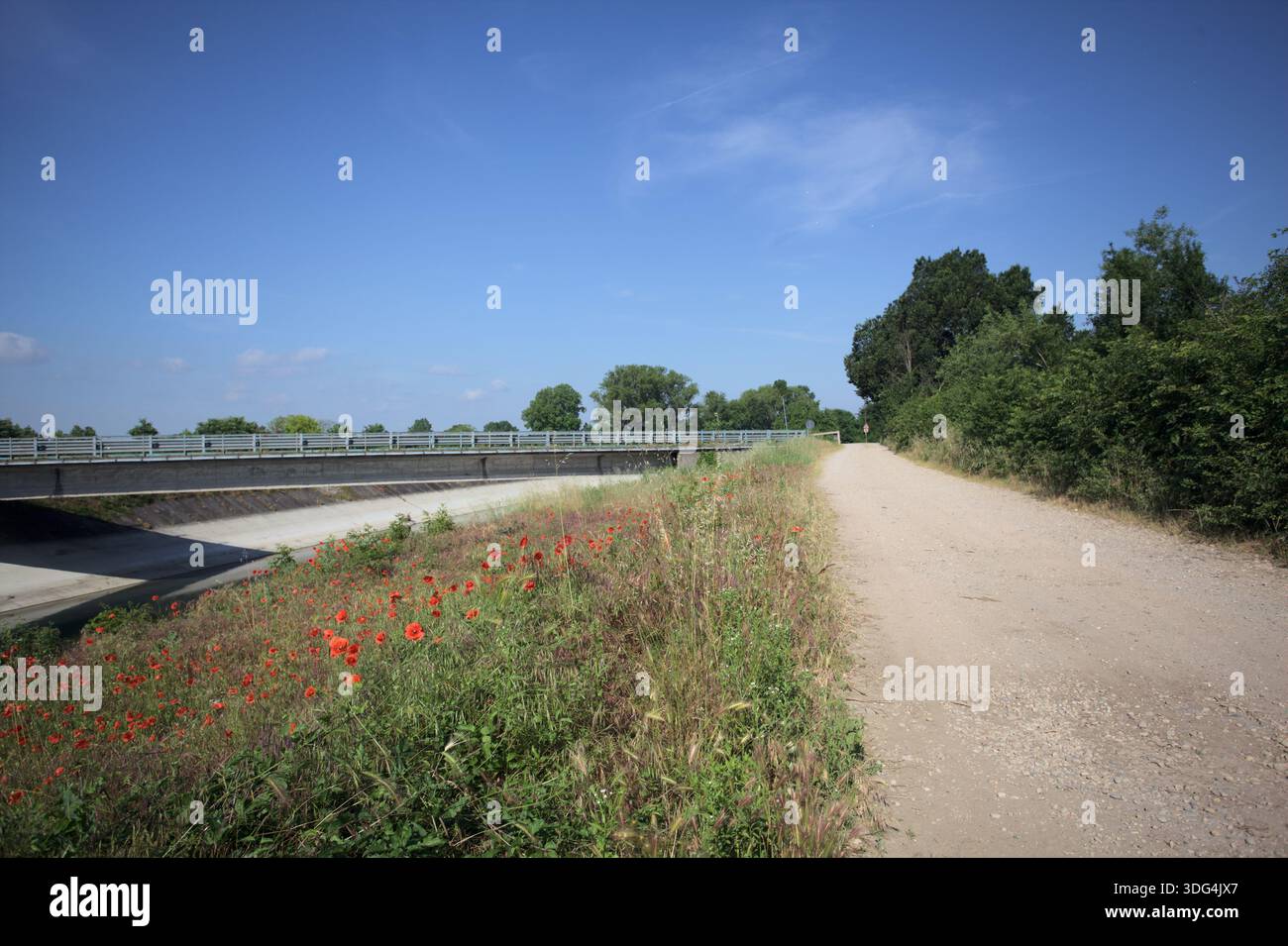 Dirt trail by the bank of a diversionary channel full of poppies ...