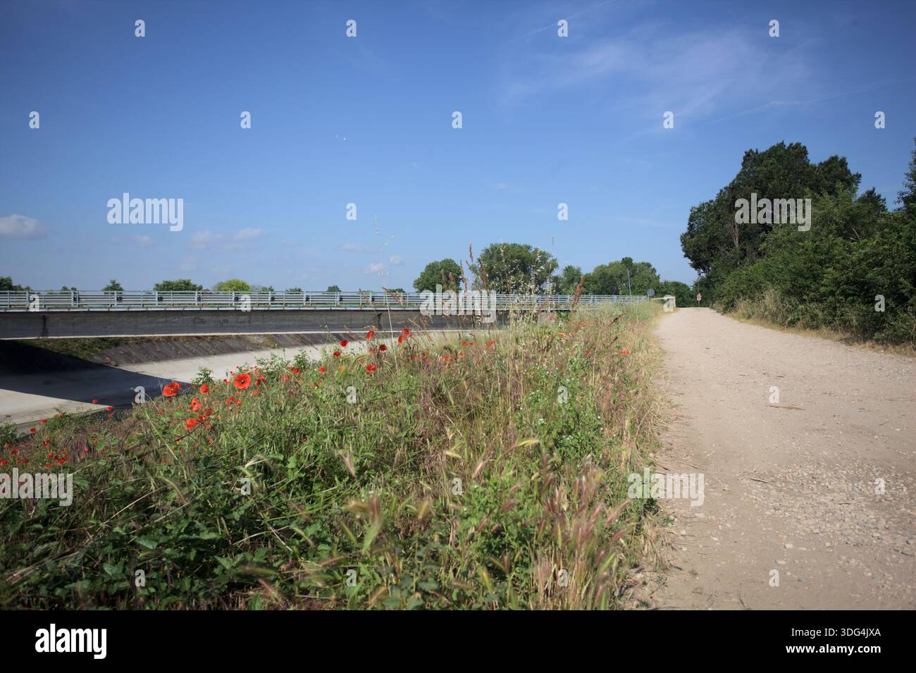 Dirt trail by the bank of a diversionary channel full of poppies ...