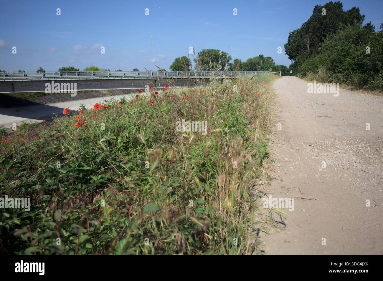 Dirt trail by the bank of a diversionary channel full of poppies ...