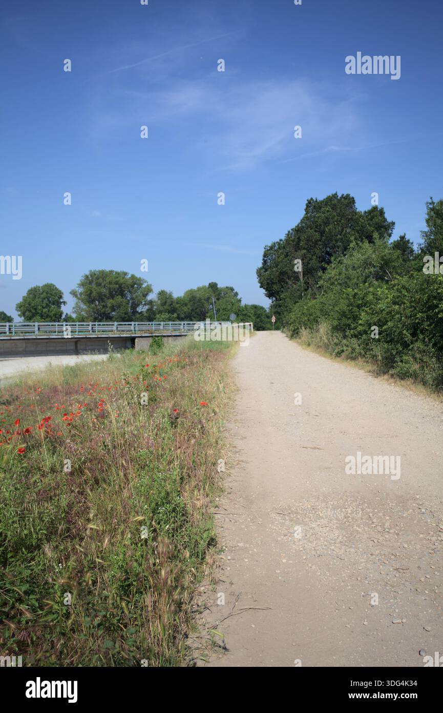 Dirt trail by the bank of a diversionary channel full of poppies ...