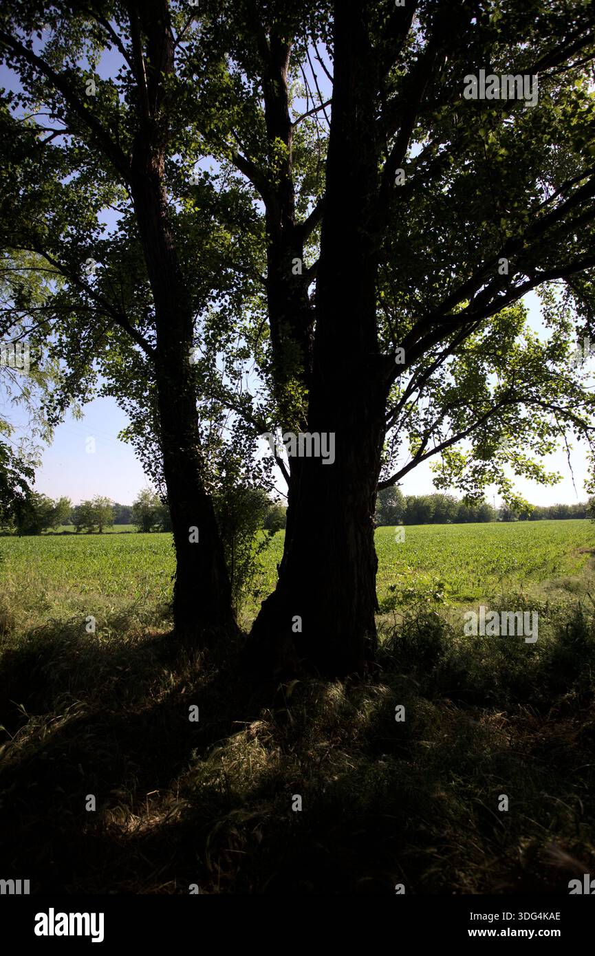 Field bordered by trees seen behind a tree of a grove on a sunny day in ...