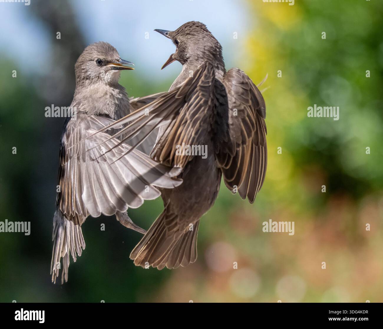 European Starlings (Sturnus vulgaris) fighting mid-air. Two birds ...