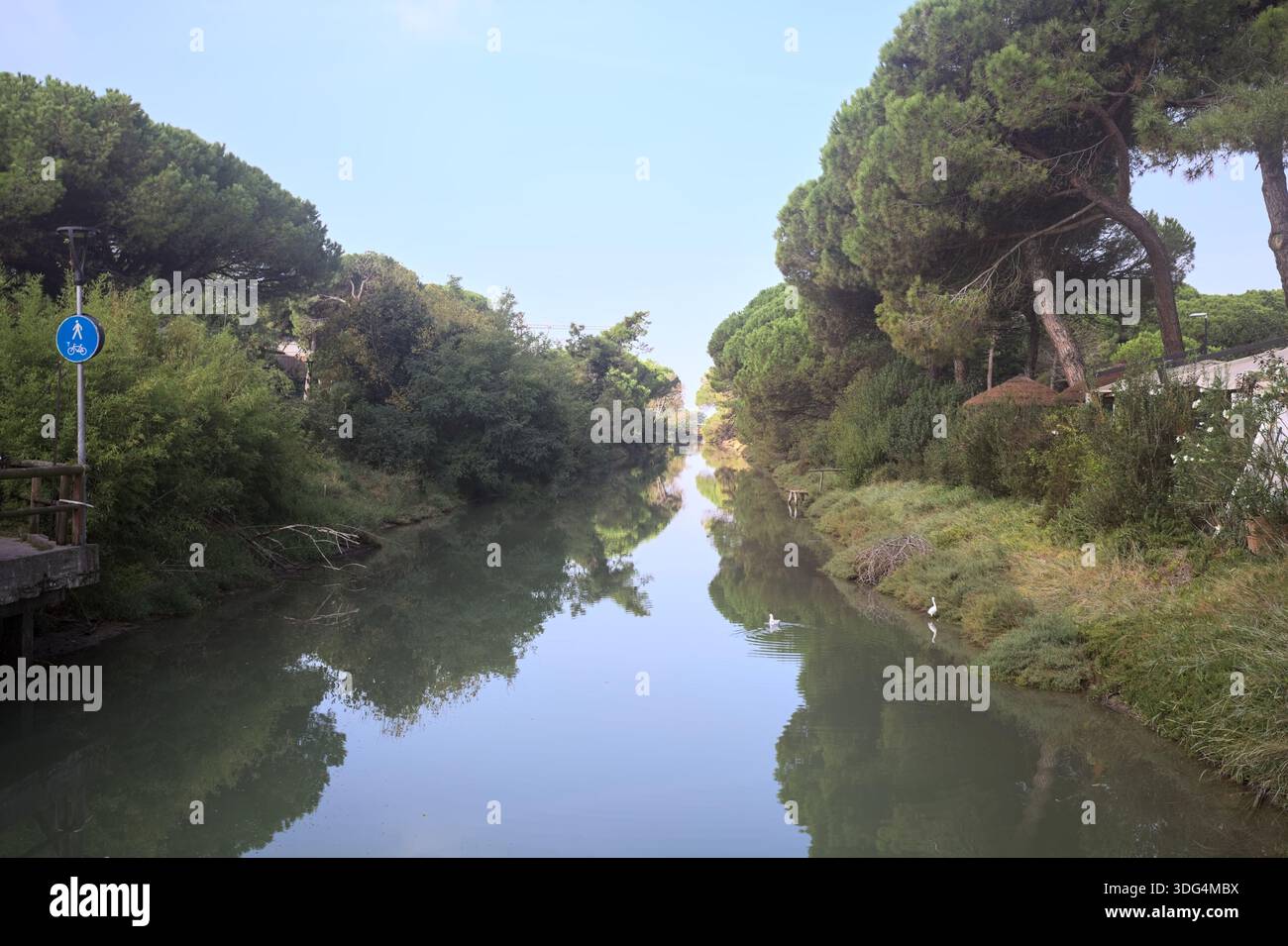 Channel passing between banks in a maritime pine grove with the trees ...