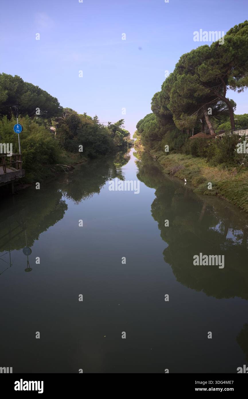 Channel passing between banks in a maritime pine grove with the trees ...