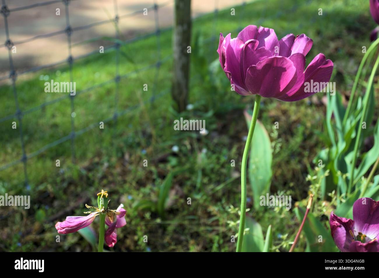 Purple tulip in a flowerbed lit by the sunlight seen up close Stock ...
