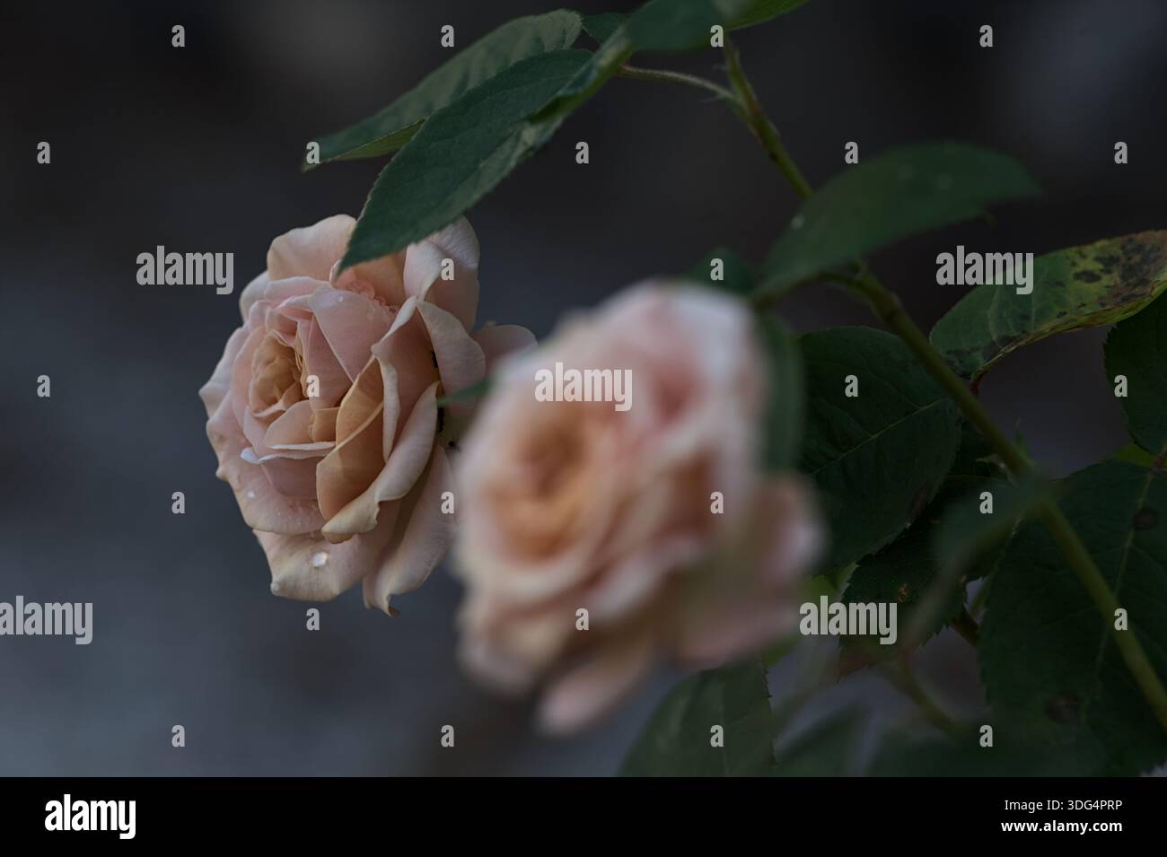 Orange miniature roses in bloom seen up close Stock Photo - Alamy