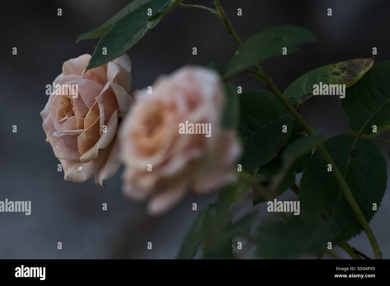 Orange miniature roses in bloom seen up close Stock Photo - Alamy