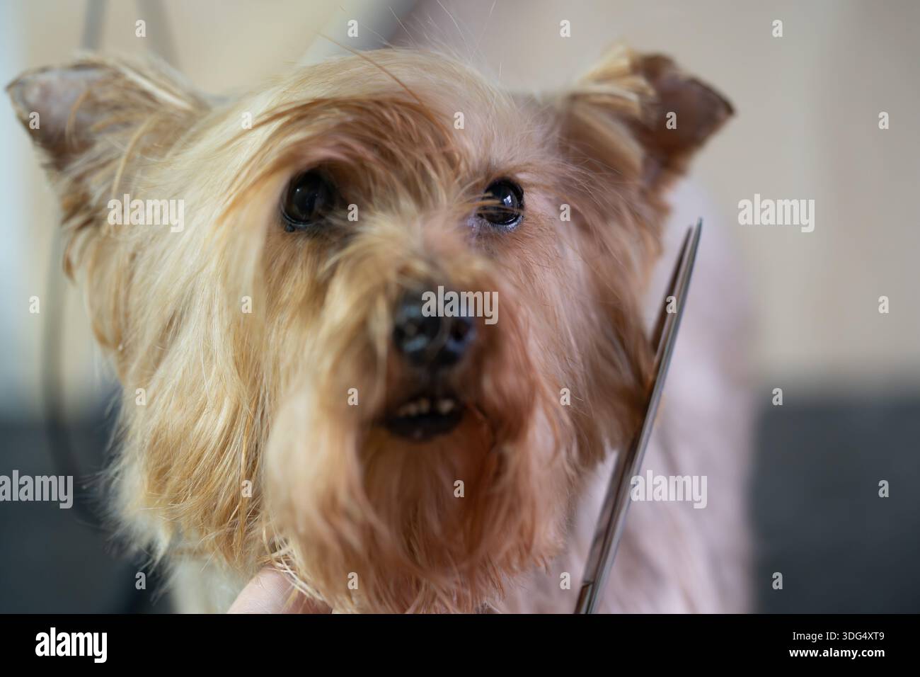 Yorkshire terrier getting groomer haircut with scissors Stock Photo - Alamy