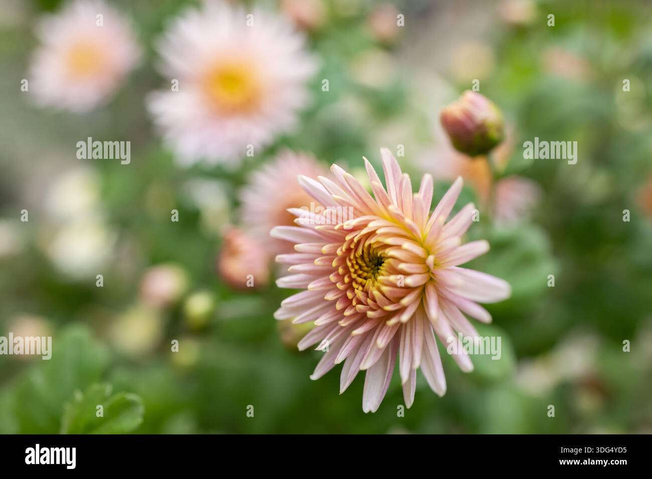 Chrysanthemums sometimes called mums hi-res stock photography and ...