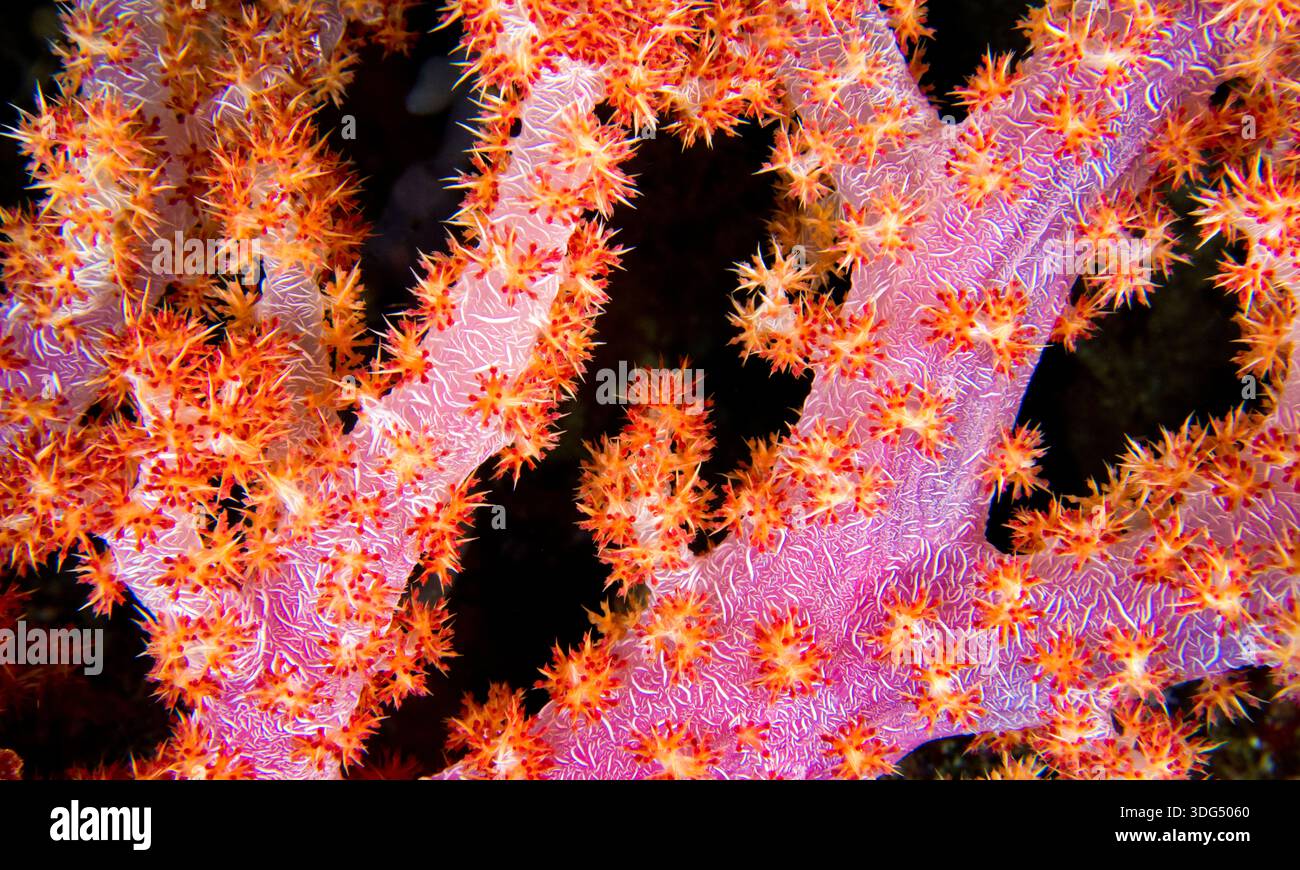 Multi-branched Coral Trees, Soft Coral, Reef Building Corals, Coral ...