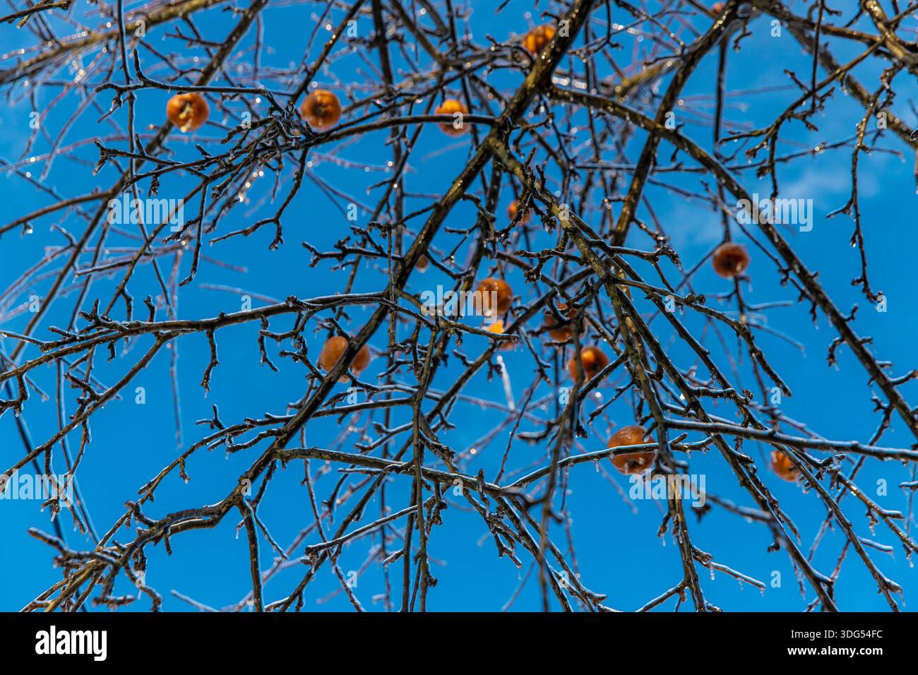 Frozen branches in ice. Selective focus. nature Stock Photo - Alamy