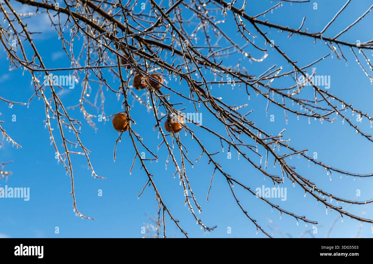 Frozen branches in ice. Selective focus. nature Stock Photo - Alamy