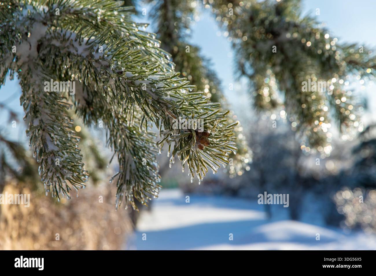Frozen branches in ice. Selective focus. nature Stock Photo - Alamy