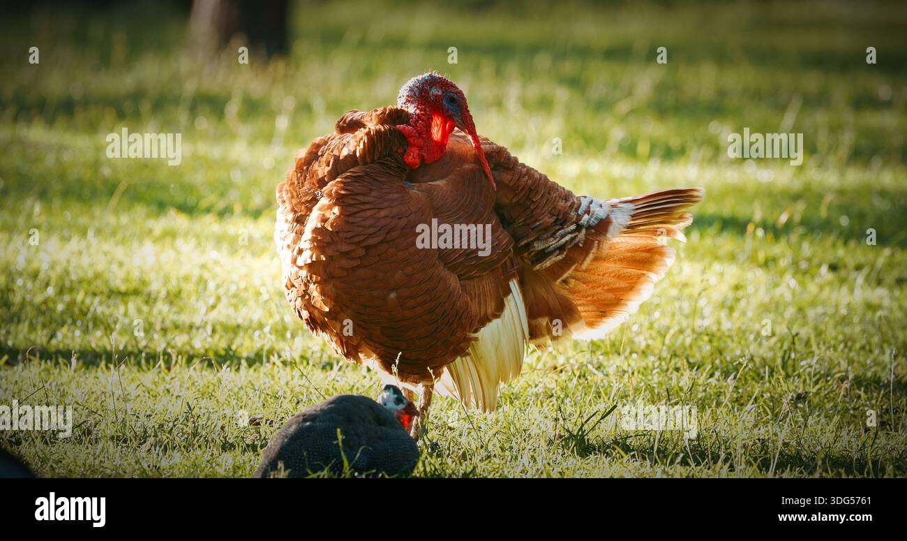 Vibrant turkey strutting across lush green field Stock Photo - Alamy