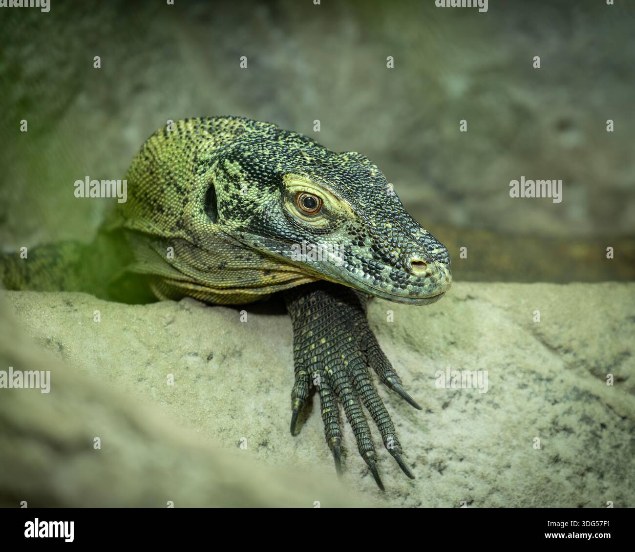 Educational wildlife photo hi-res stock photography and images - Alamy