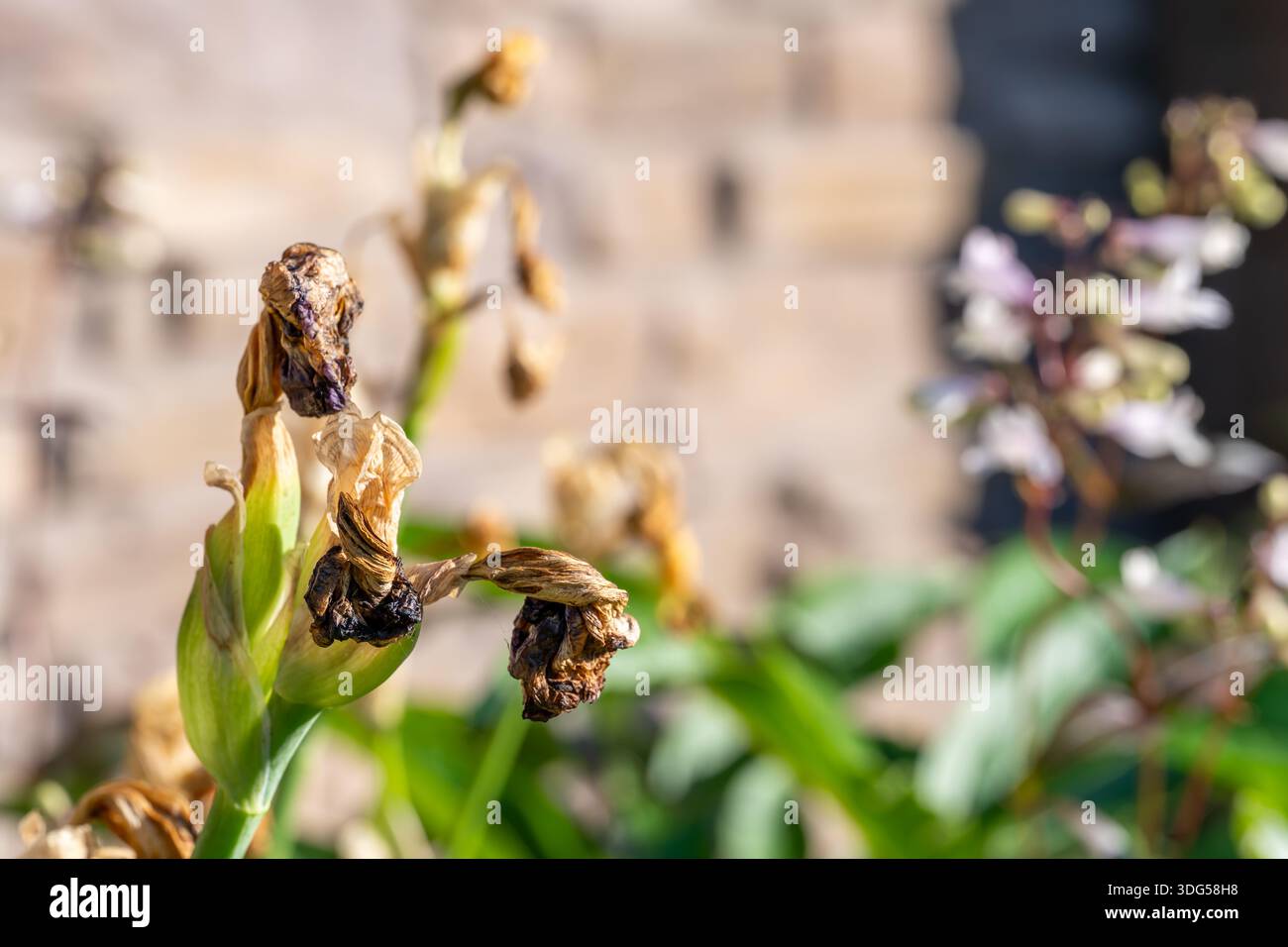 Dried flowers in a garden display a stark contrast against soft-focus ...